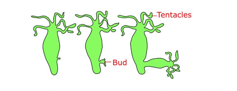 Science class 10: Reproduction: UPSC Note on Science class 10 ...