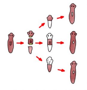 Science class 10: Reproduction: UPSC Note on Science class 10 ...