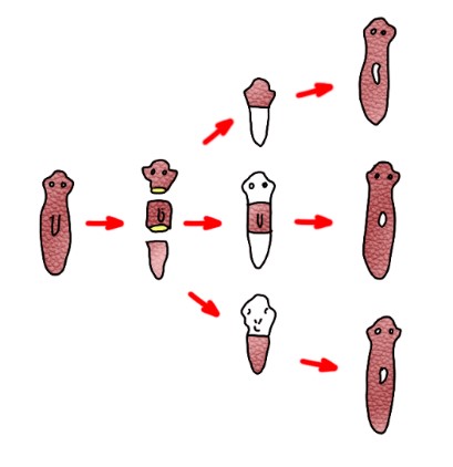Science class 10: Reproduction: UPSC Note on Science class 10 ...