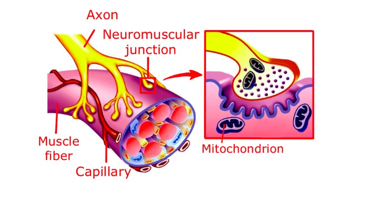 Science class 10: Control and Coordination in Human Being