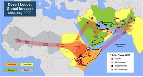 Desert Locust as a threat