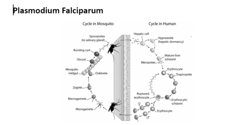 Notes on PLASMODIUM LIFE CYCLE