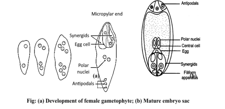 EMBRYO SAC
