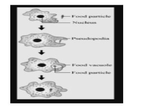 Notes on Nutrition in Amoeba by Unacademy