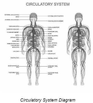 Circulatory Organs