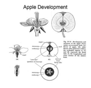 Notes on Development of fruit