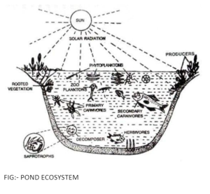 Notes on ABOUT ECOSYSTEM