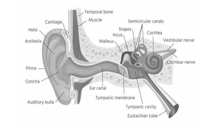 Notes on Anatomy and Function