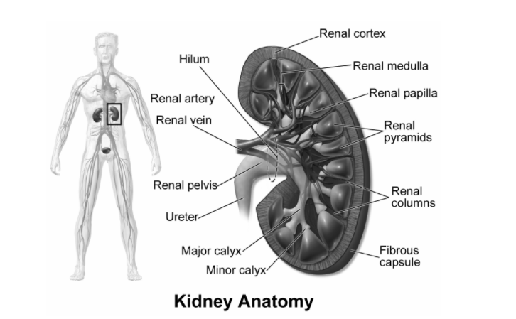 Notes on Anatomy and Function