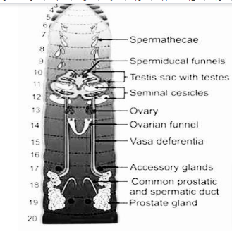 Earthworm morphology and anatomy