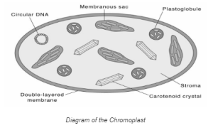 Notes on Chromoplast