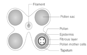 Explore More Knowledge About Tapetum