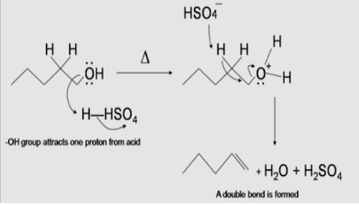 Learn about the Mechanism of Dehydration