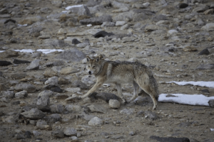 Himalayan Wolf (Canis lupus chanco) : 15 Jan 2024 - Unacademy