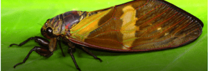 Butterfly Cicada: 1 April 2024 - Unacademy